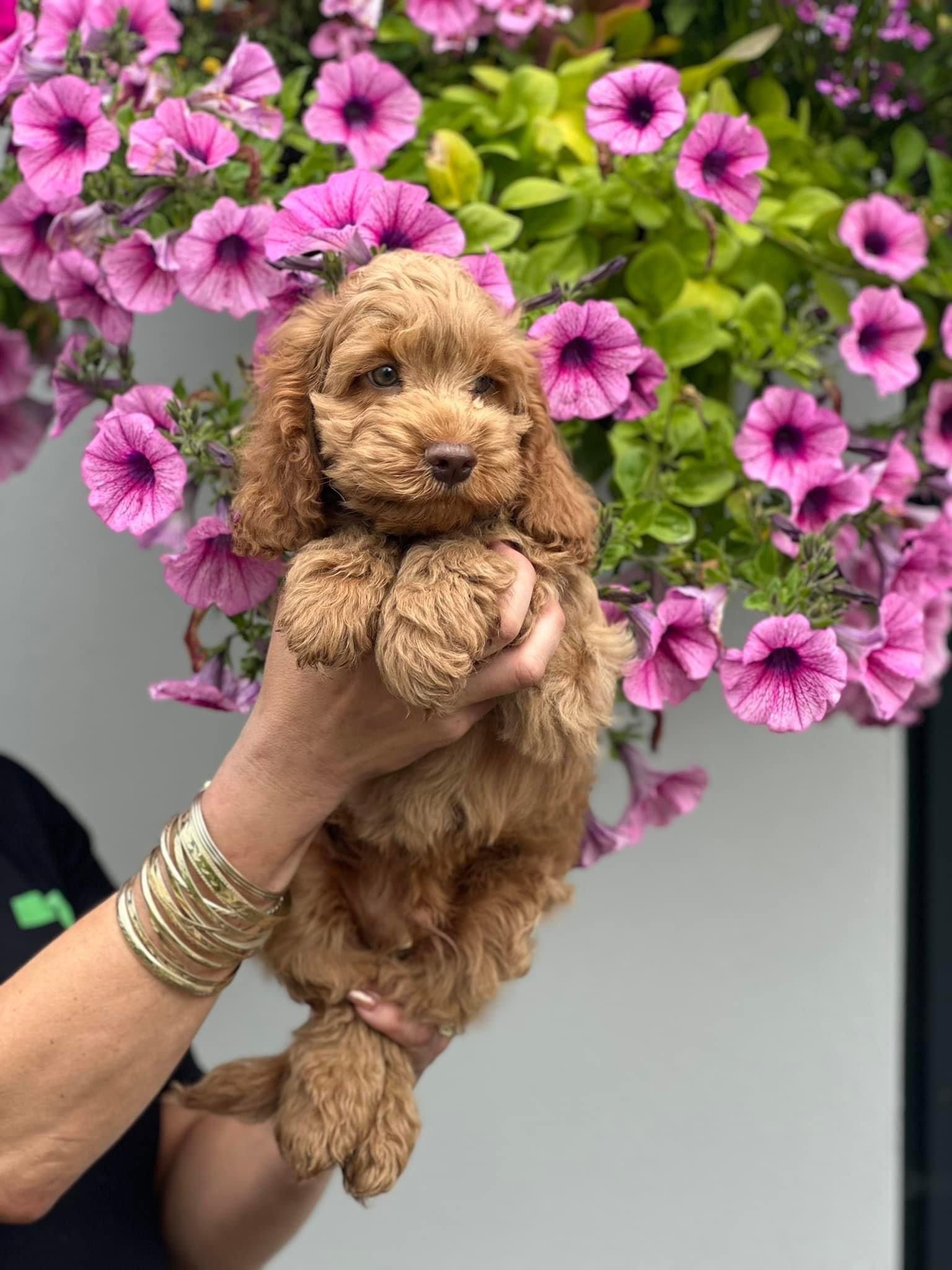 Cockapoo Puppies Available | Jandaz Cockapoos