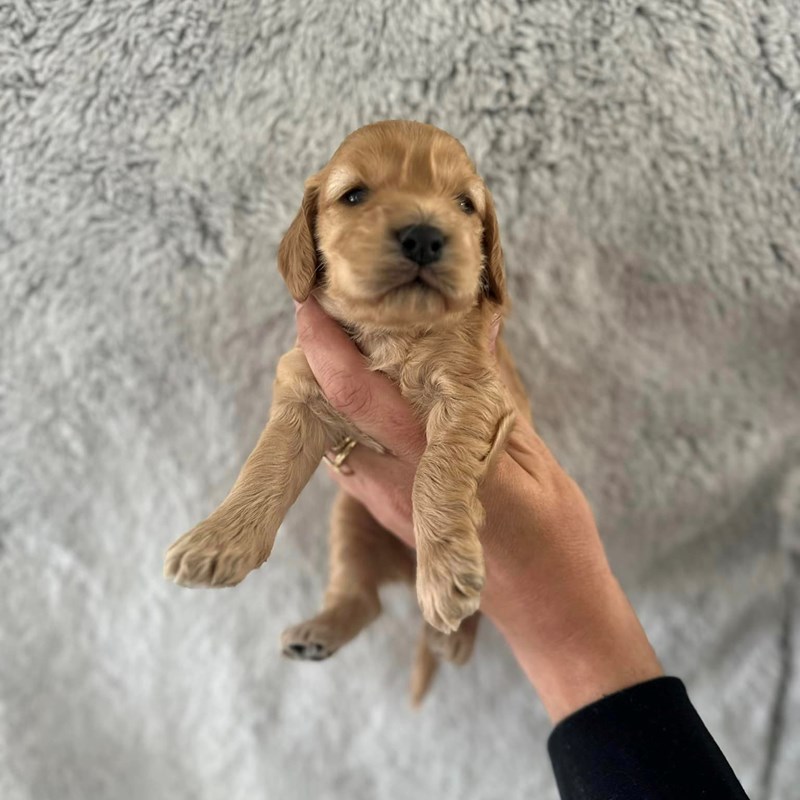 Cockapoo Puppies Available | Jandaz Cockapoos